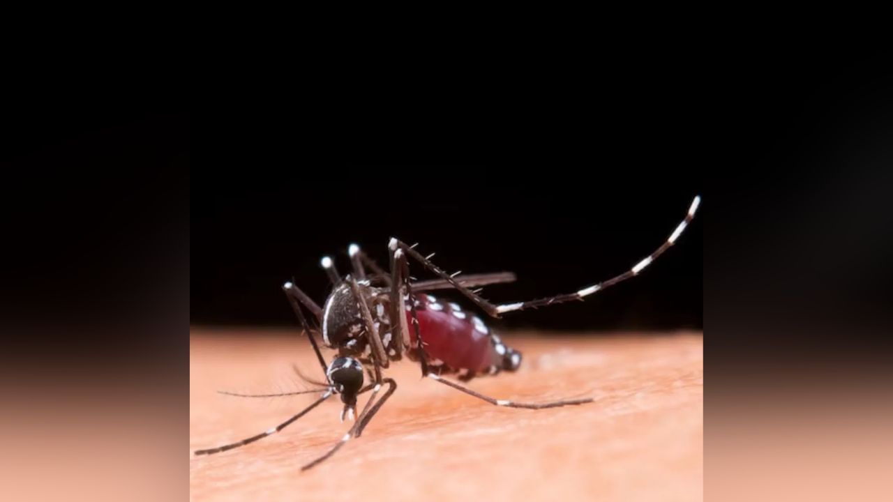Malaria : मच्छरांना असतात तब्बल 'इतके' दात, 'या' रक्तगटासह बिअर ... Malaria : मच्छरांना असतात तब्बल 'इतके' दात, 'या' रक्तगटासह बिअर ...