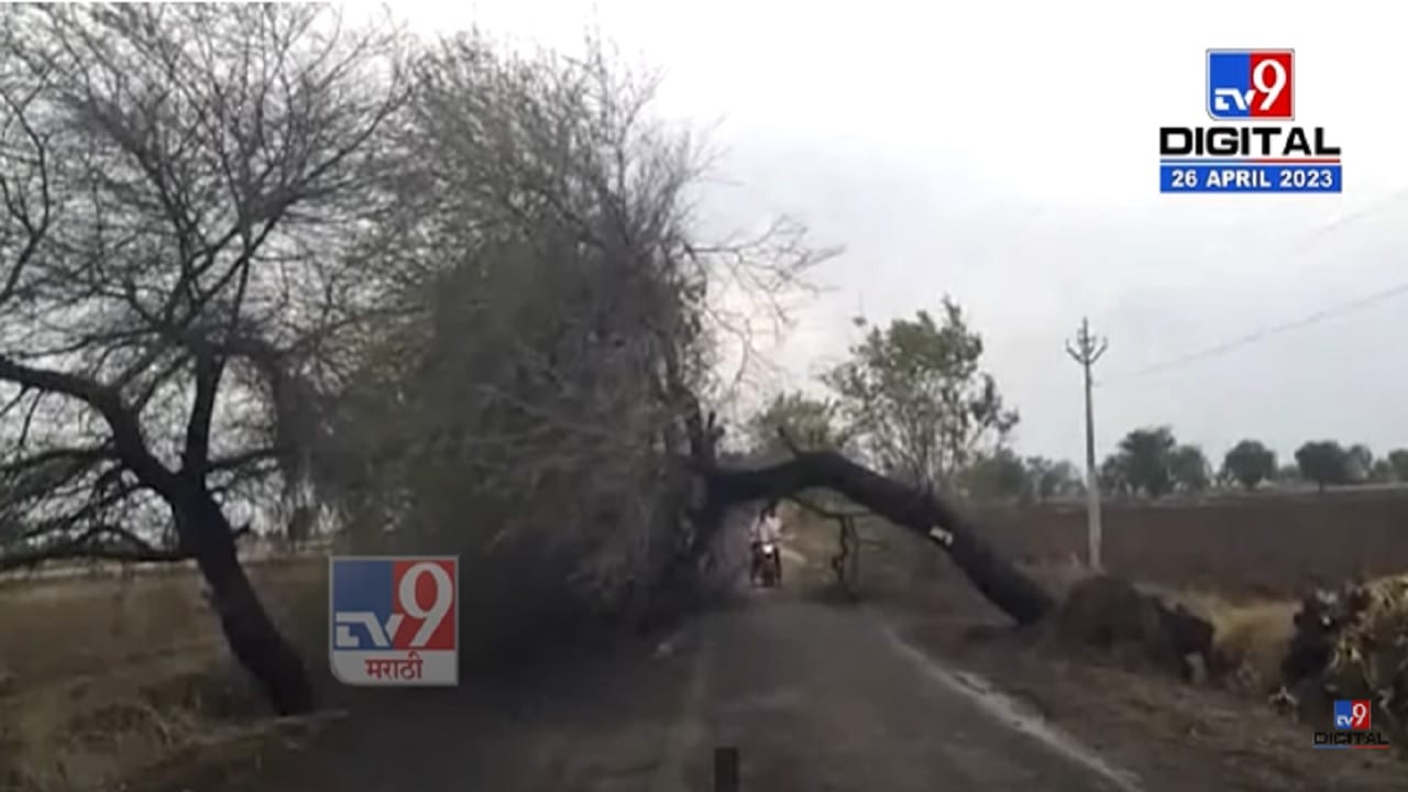 बुलढाण्यात अवकाळीचा पुन्हा फटका; बळीराजा खचला, झाडे रस्त्यावर उन्मळून पडली अन्... - Marathi News ...