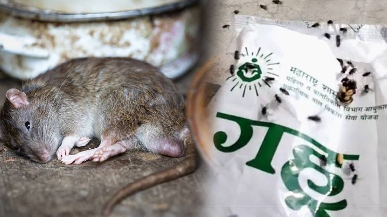 धक्कादायक! पोषण आहारात उंदीर; अन् तोही सडलेला, कुठं आली घटना उघडकीस ...