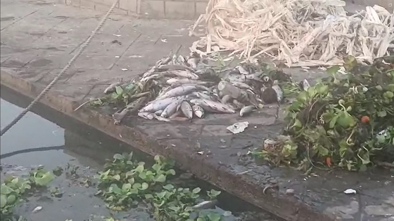 रंकाळा तलावातील शेकडो मासे मृत पडल्यानंतर आता इंद्रायणीत मृत माश्यांचा ...