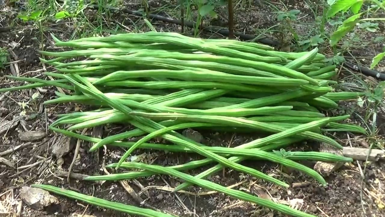 साडेतीन एकर क्षेत्रात शेवगा लागवड, खर्च कमी उत्पादन जास्त, शेतकऱ्यांनी ...