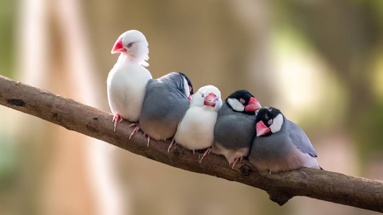रात्री झोपल्यावर पक्षी झाडांवरून का पडत नाहीत? काय कारण? वाचा - Marathi News | Birds sleeping on ...