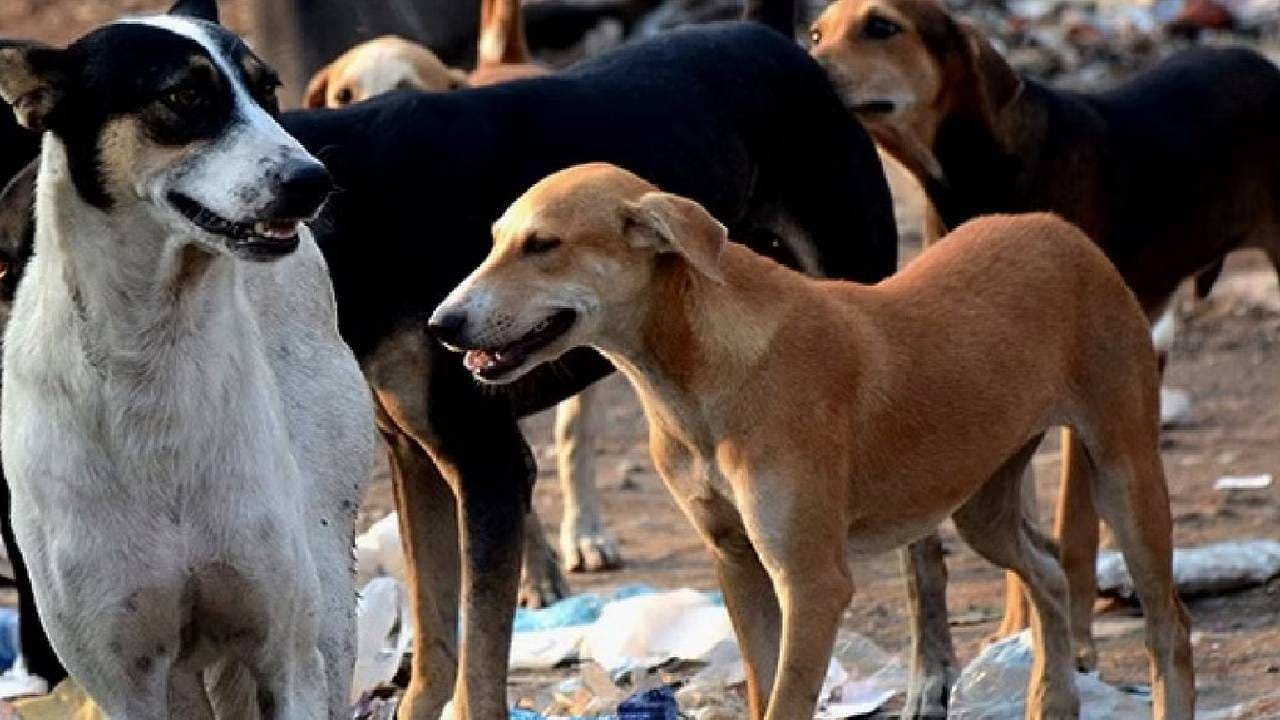 तो आला, त्यानं उचलला आणि तो पळाला; आता त्या चोर भटक्या कुत्र्याचं ...