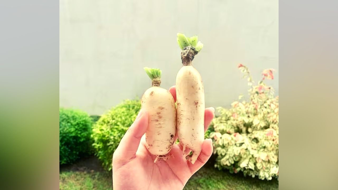 Health : उन्हाळ्यात मुळा खाण्याचे आहेत 'हे' 7 आरोग्यदायी फायदे, जाणून घ्या... - Marathi News ...