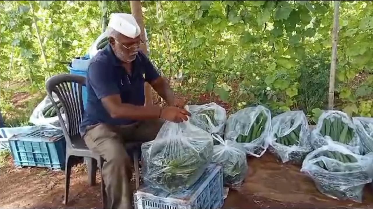 AGRICULTURAL NEWS : पुण्यातील शेतकऱ्याची कमाल, दोडका शेतीतून लाखोंची ...