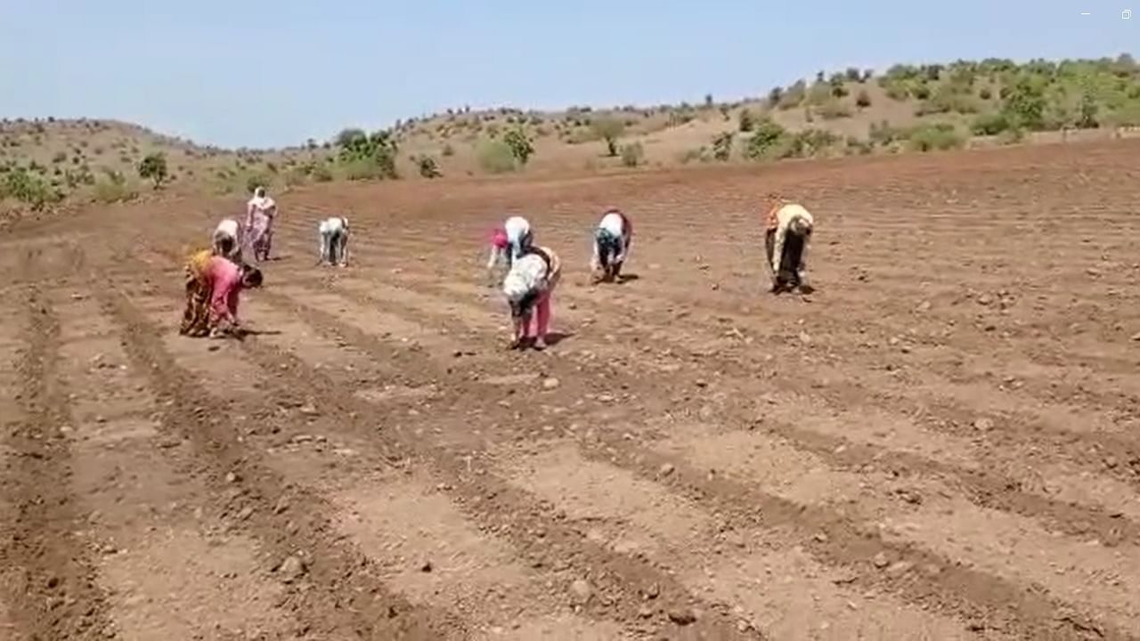 या जिल्ह्यात 4 लाख 5 हजार हेक्टरवरील पेरणी रखडली, चिंताग्रस्त ...