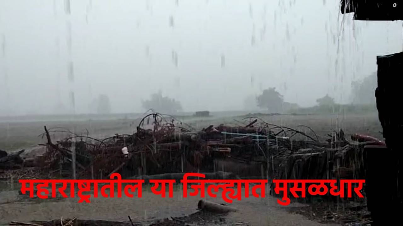 विदर्भाच्या बऱ्याच भागात समाधानकारक पाऊस, कापूस, सोयाबीनची ८० टक्के पेरणी पूर्ण - Marathi News ...