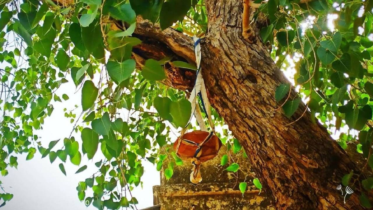 Shaniwar Upay : शनिवारी करा पिंपळाचे हे प्रभावी उपाय, होतील चमत्कारीक ...