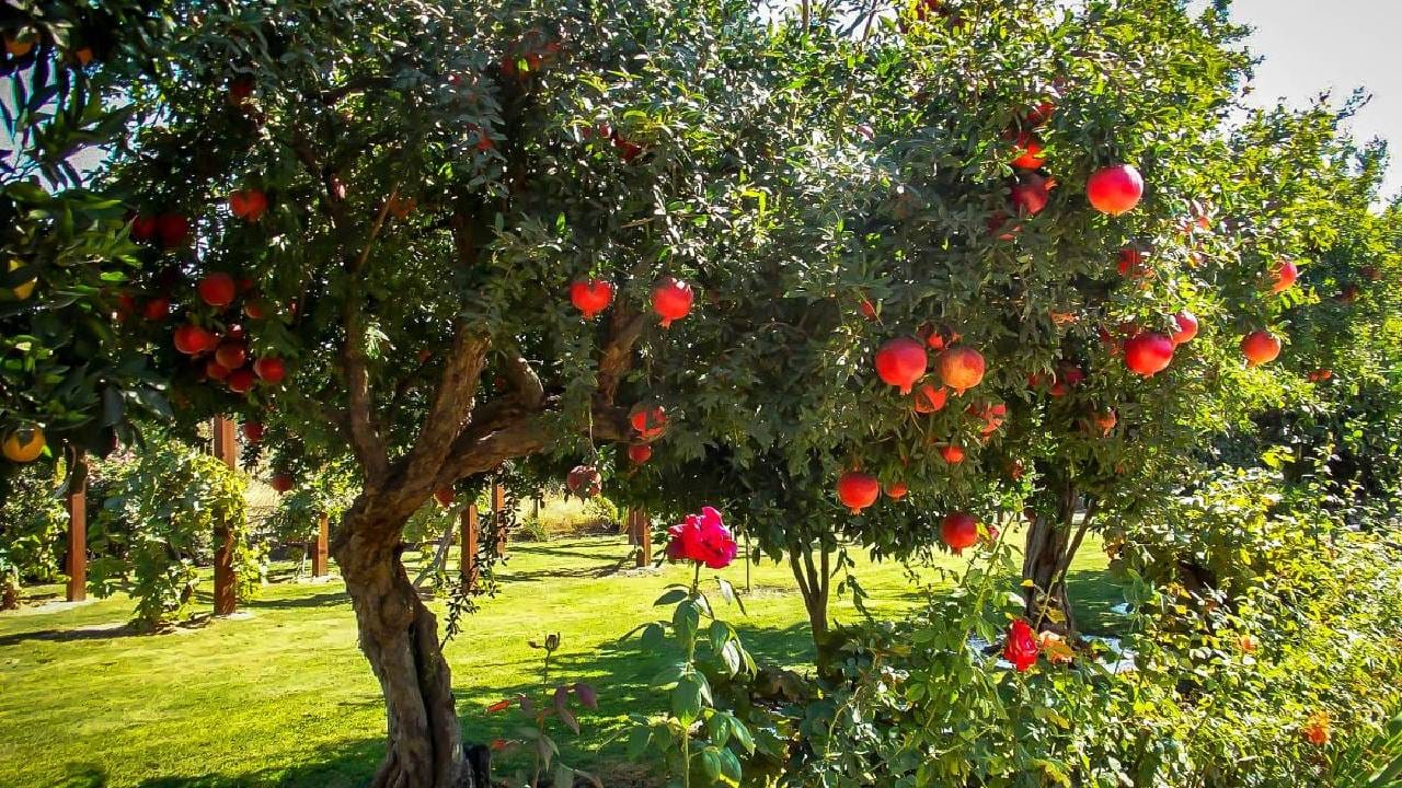 Shrawan 2023 : श्रावण महिन्यात अवश्य लावा हे झाड, दूर होतील सर्व समस्या ...