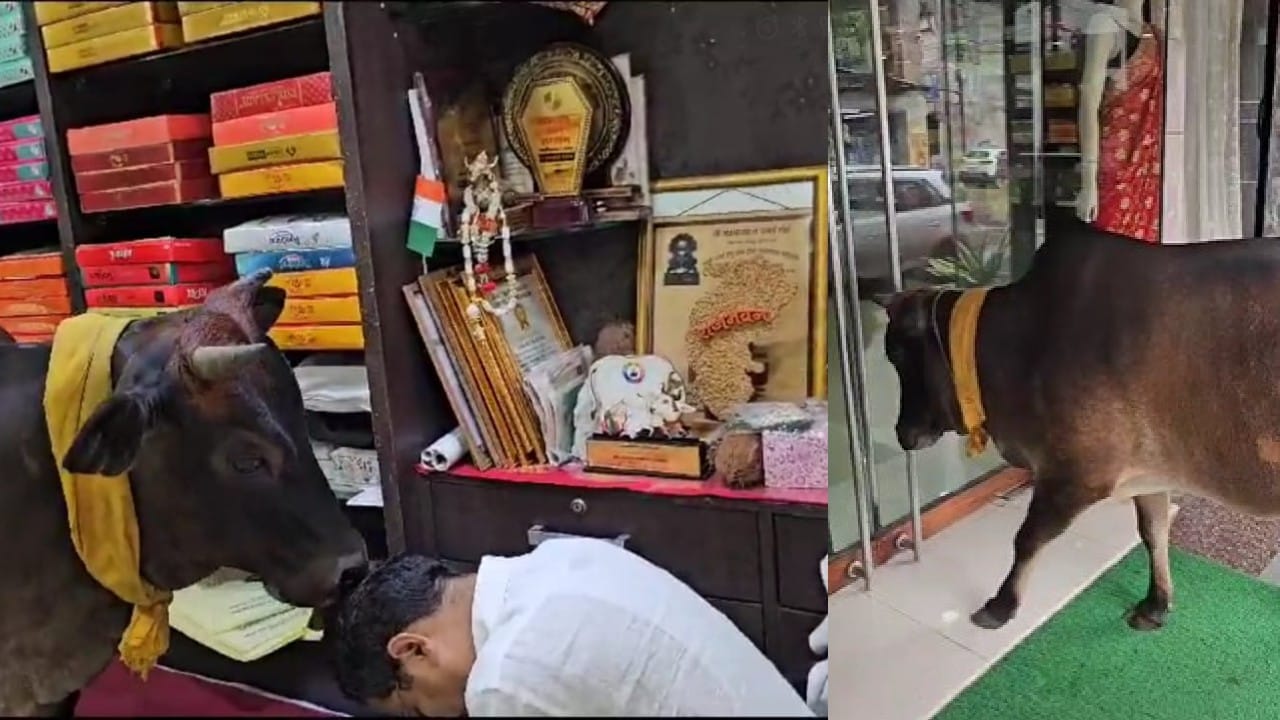 साड्यांच्या शोरुममध्ये चक्क गादीवर बसते गोमाता, तिचे नाव पडले ॲप्पलवाली ...