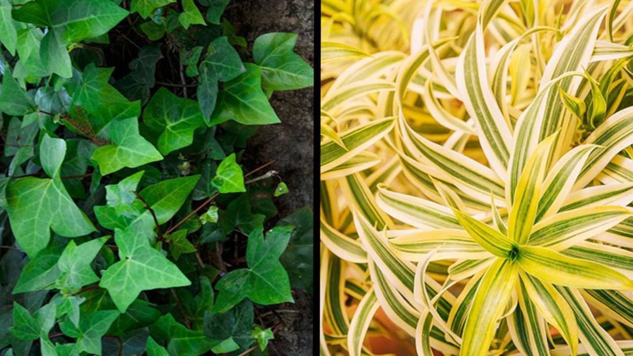 फक्त सुशोभीकरणासाठी नाही तर आरोग्यासाठी लावल्या पाहिजेत घरात या 5 ...