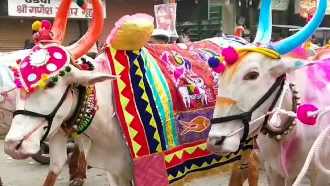 Pola Date 2023 : यंदा किती तारखेला साजरा होणार बैल पोळा? या सणाला हे ...
