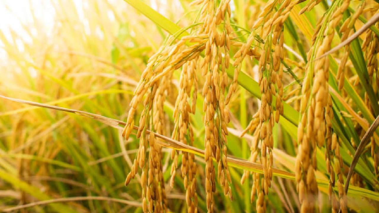 RICE CROP | राज्यातील भात पिकाचे उत्पन्न घटण्याची शक्यता - Marathi News ...