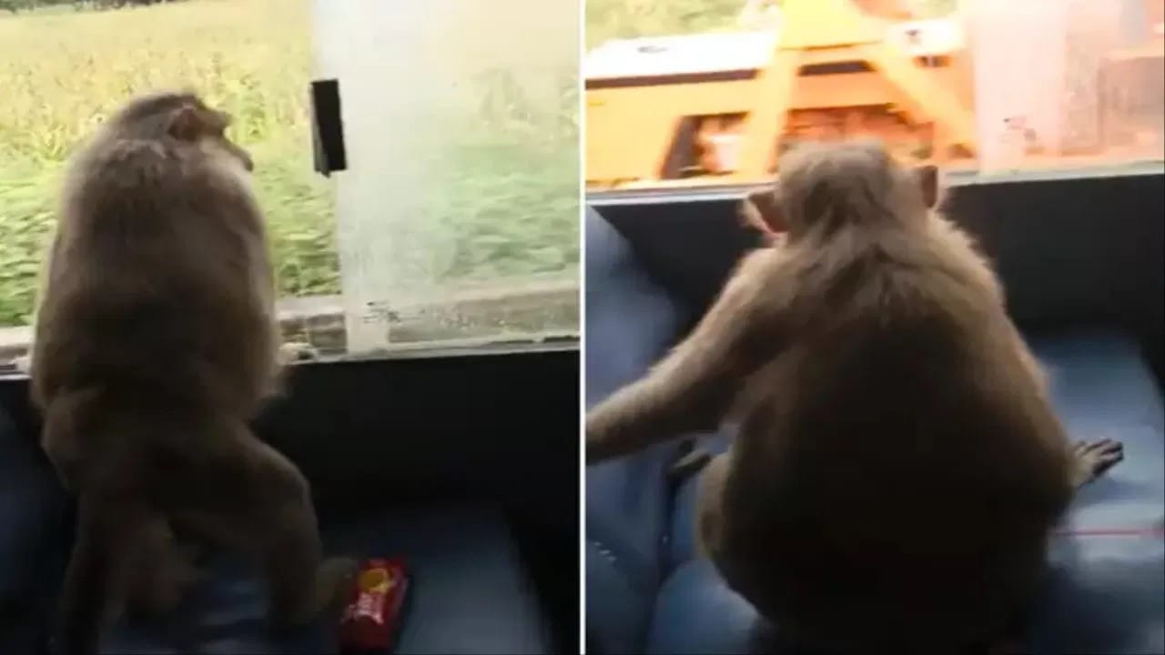 थंडगार वारा, बाहेर नजारा आणि विंडो सीट जवळ माकड! भन्नाट Video Viral ...