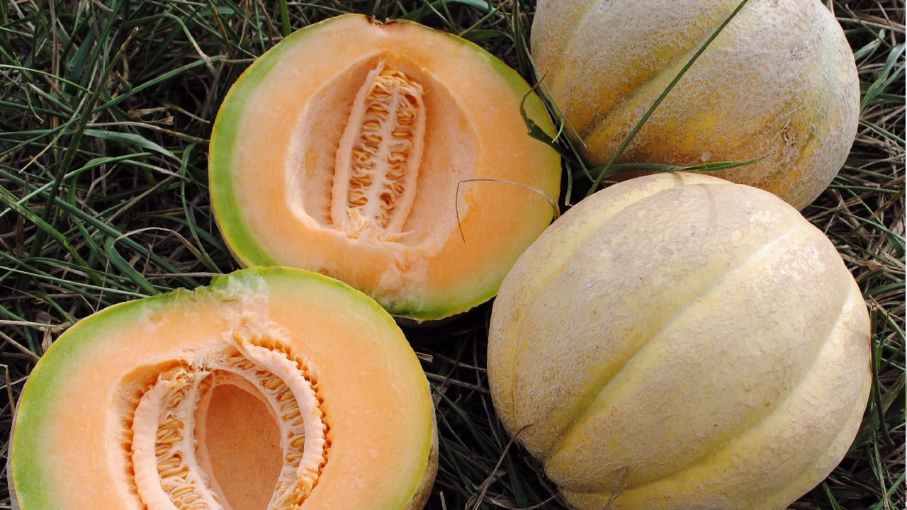 खरबूजच नाही तर त्याच्या बिया देखील आहेत आरोग्याचा खजिना! जाणून घ्या 5 ...