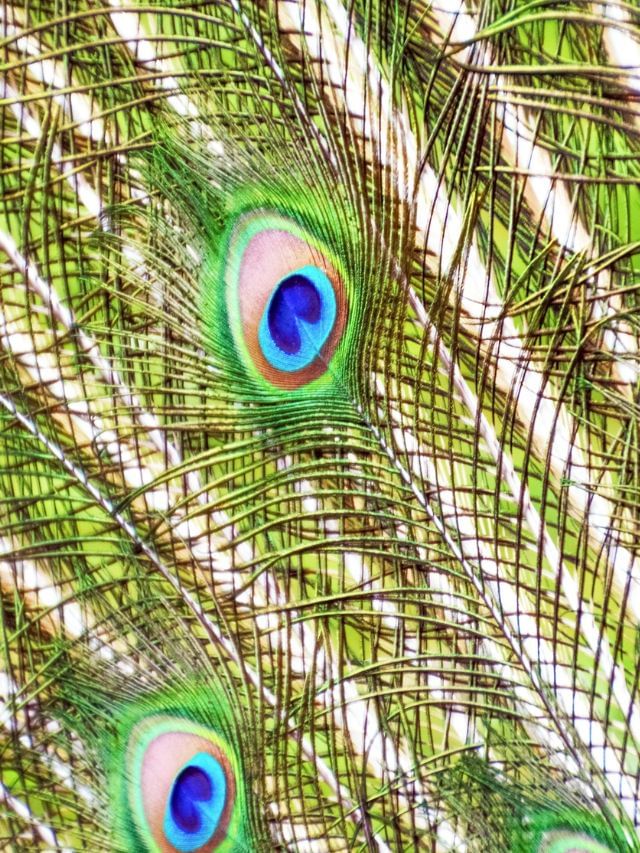 जगातील सर्वात सुंदर अशा 15 स्त्रिया, भारताच्या या दोन सुंदरीचाही आहे ...