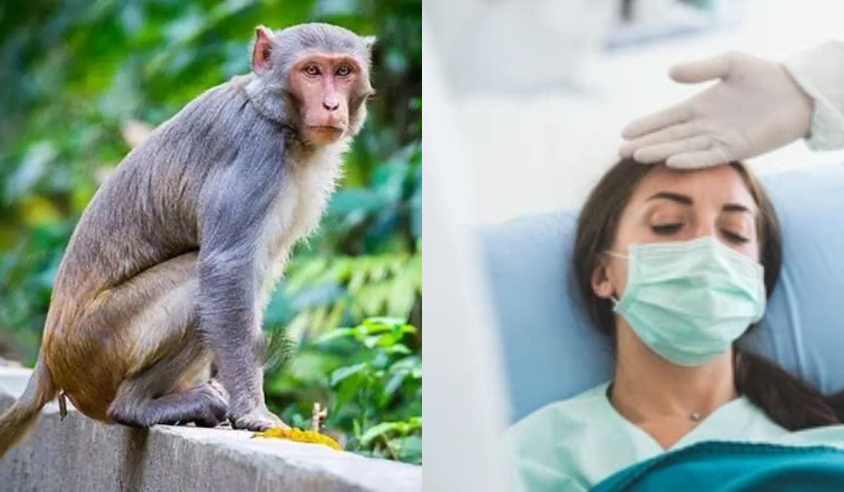 मंकी फिव्हरने वाढवले टेन्शन, जाणून घ्या काय आहेत त्याची लक्षणे आणि उपाय ...