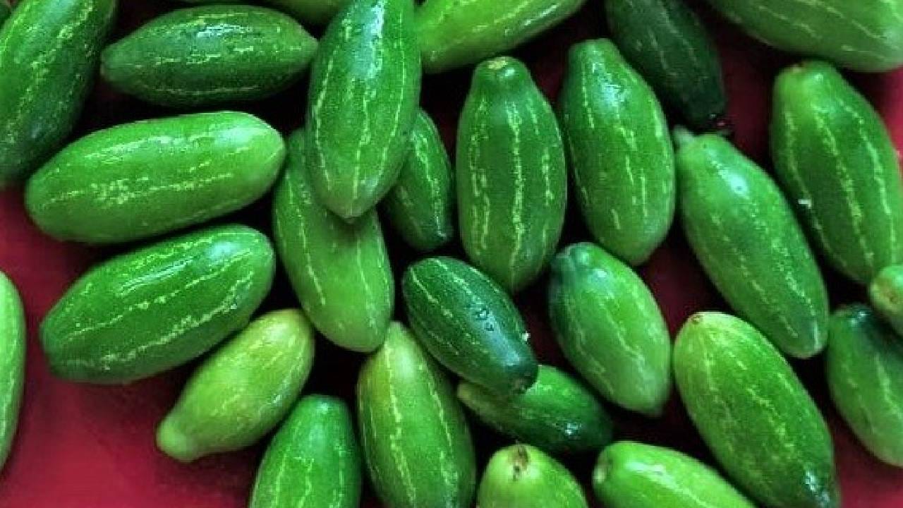 तोंडली खाण्याचे ‘हे’ 7 फायदे तुम्हाला माहिती आहे का? जाणून घ्या ...