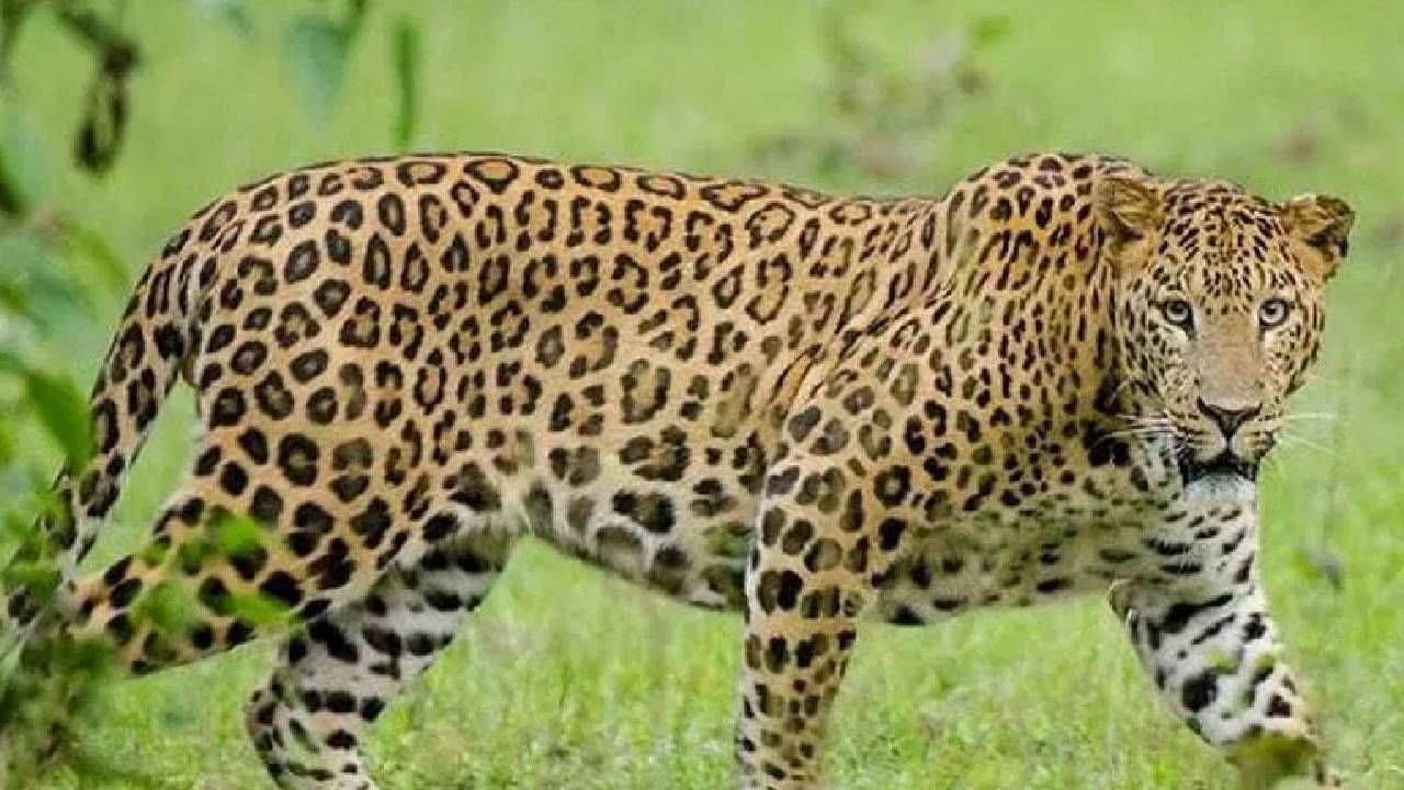 गिधाडांपाठोपाठ बिबट्यांनाही बर्ड फ्ल्यूची लागण; नागपूरच्या गोरेवाडा ...