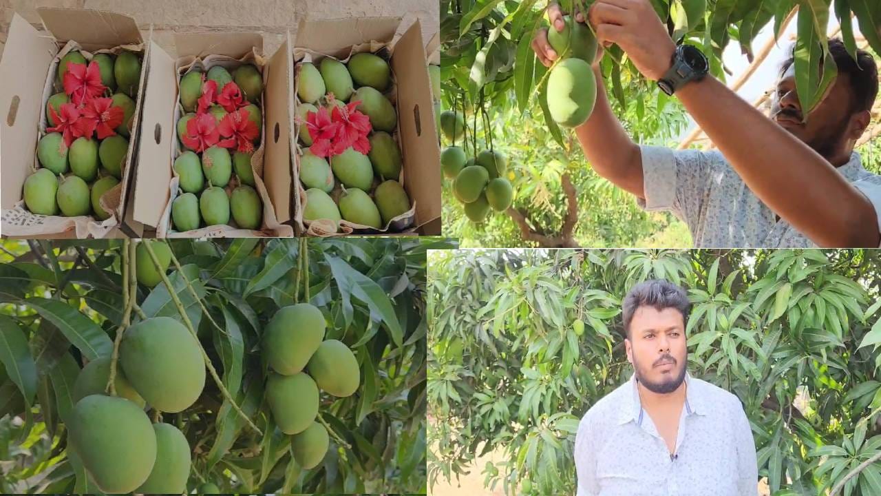 आला आला आला... हापूससोबत केशरही आला... आंब्याची पहिली पेटी रायगडातून ...