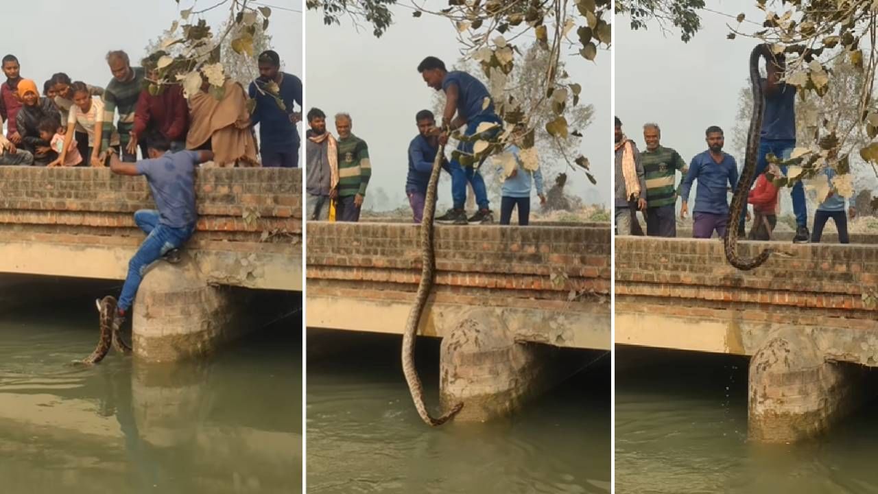 Video : कालव्यातून अजगराला बाहेर काढण्यासाठी लावली जीवाची बाजी, आणि ...