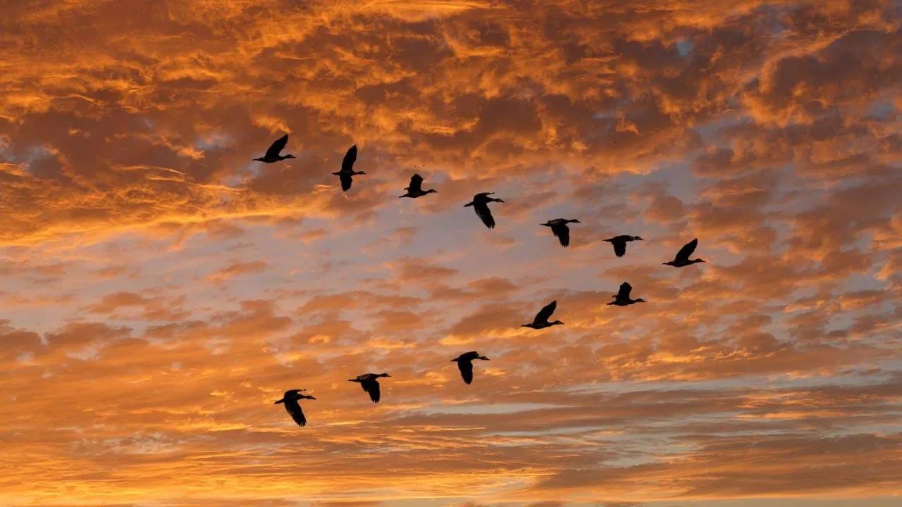 पक्ष्यांचा थवा 'V' आकारात का उडतो? नेमकं असं का? जाणून घ्या या मागचं ...