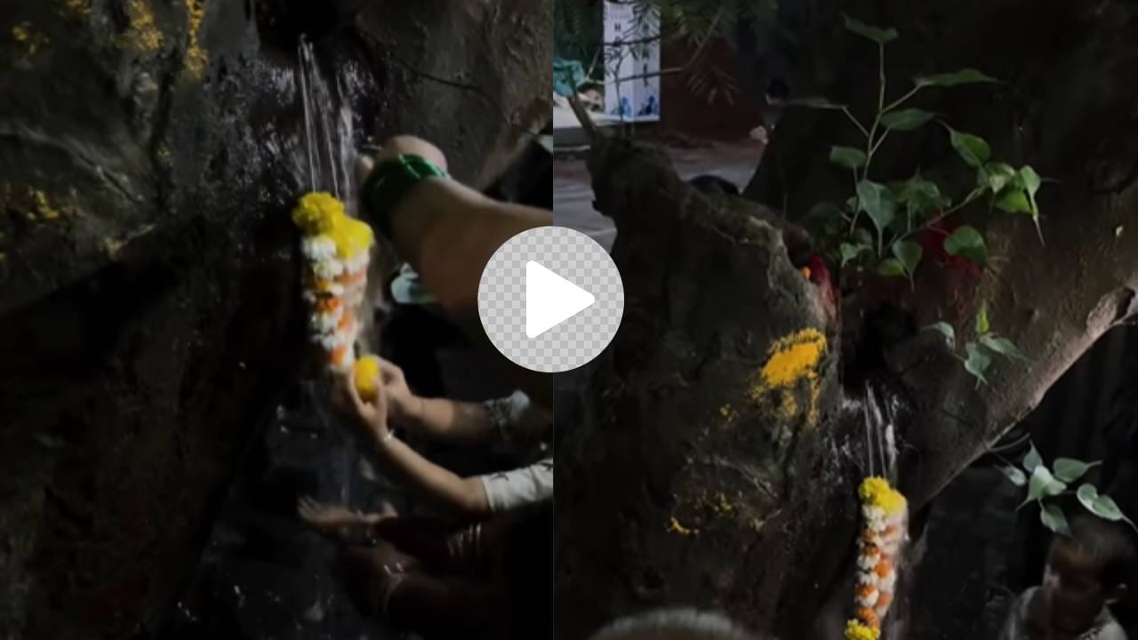 Video: पिंपळाच्या झाडातून अचानक वाहू लागले धोधो पाणी, चमत्कार समजून लोकांची झुंबड; काय आहे सत्य ...