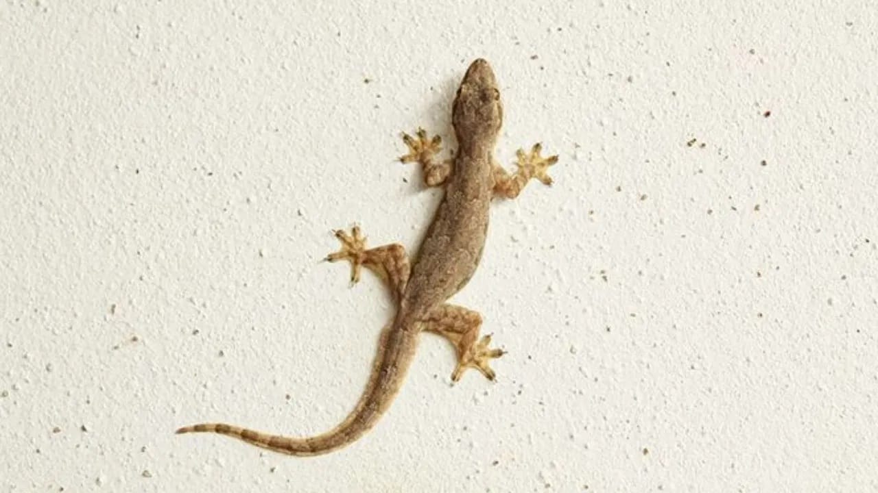 घरात पालींचा सुळसुळाट, चिंता सोडा; एका मिनिटात होतील गायब - Marathi ...