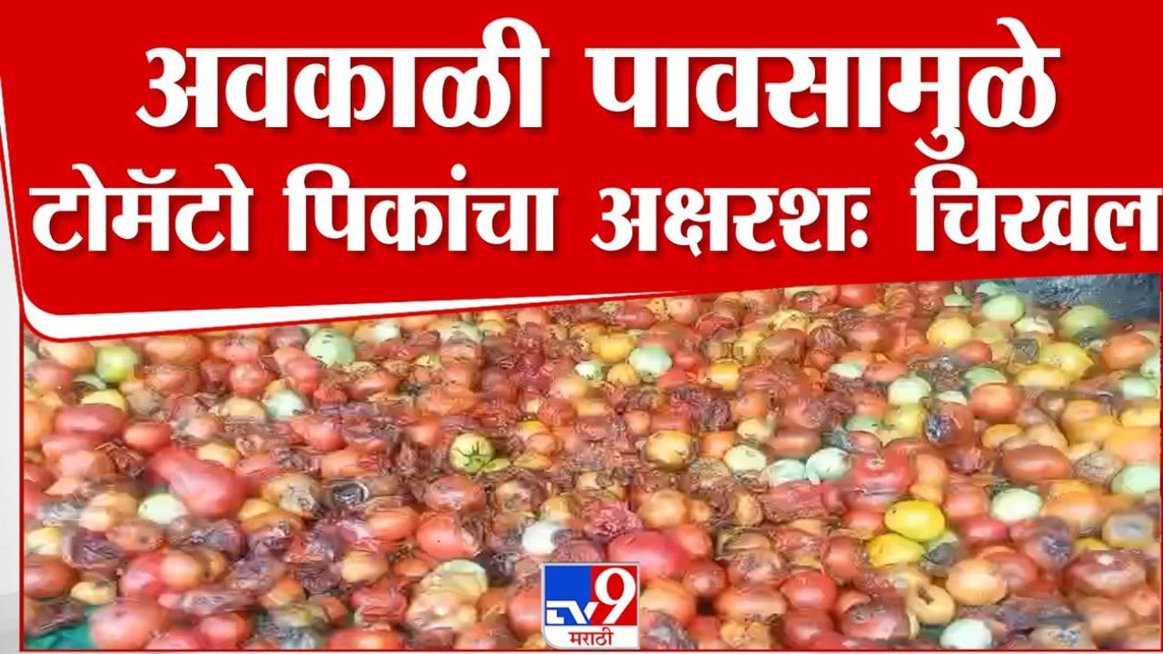 Nanded News : वादळी वाऱ्यासह अवकाळी पावसाने भाजीपाला पिकांचे मोठे नुकसान - Marathi News | Tomato ...