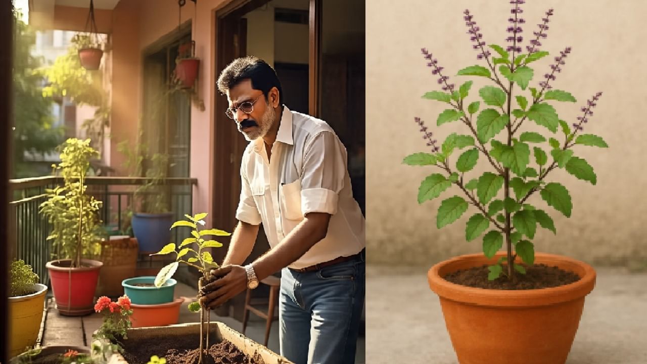वास्तुशास्त्रानुसार तुळशीजवळ कोणती झाडे लावू नयेत? नकारात्मक ऊर्जा होईल ...