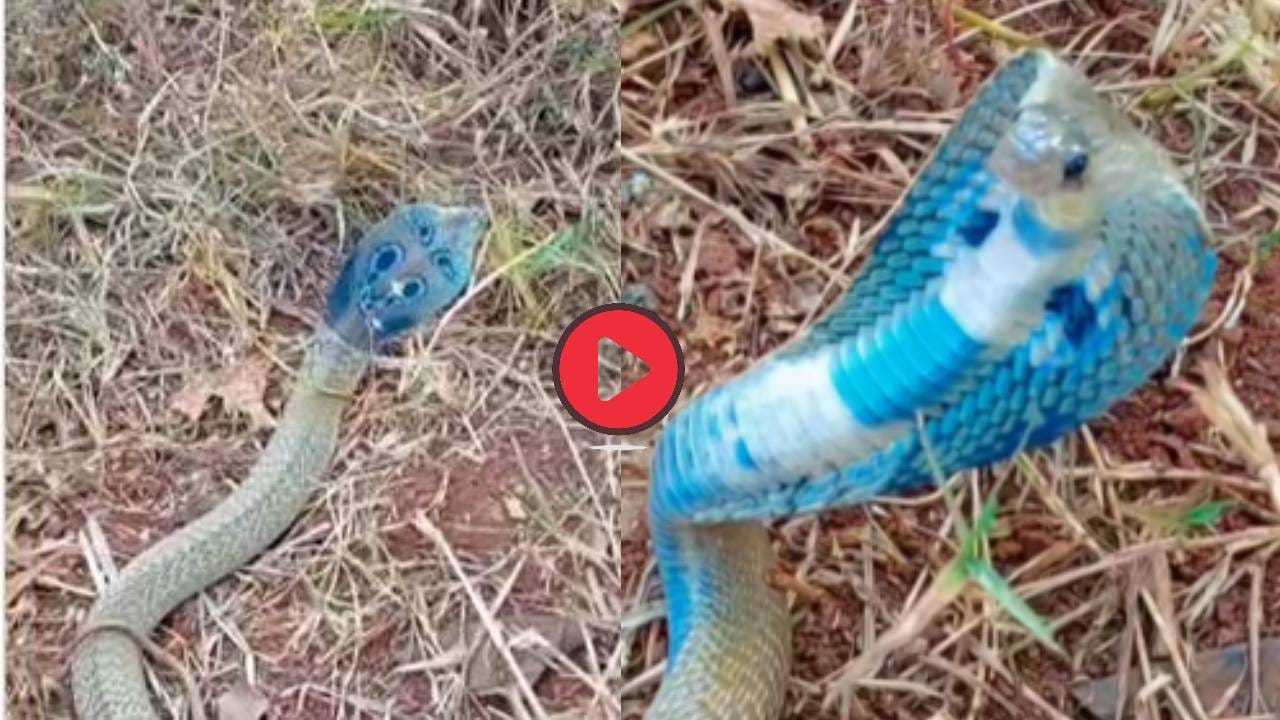 Video: निळ्या रंगाचा नाग? शेतकऱ्याने काढी मारली तेवढ्यात... व्हिडीओ पाहून उडेल थरकाप - Marathi ...