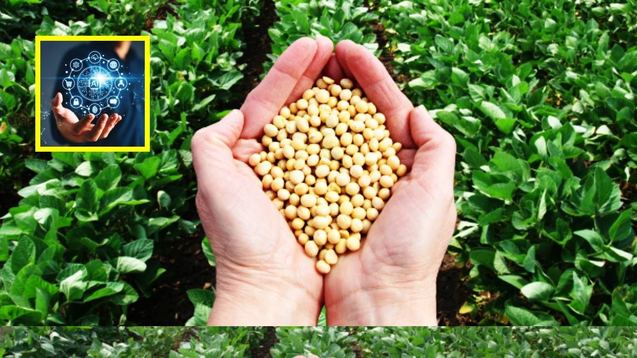 Soybean : शेतीत होणार चमत्कार, सोयाबीन उत्पादनात AI चा वापर; धाराशिवमध्ये देशातील पहिला पायलट ...
