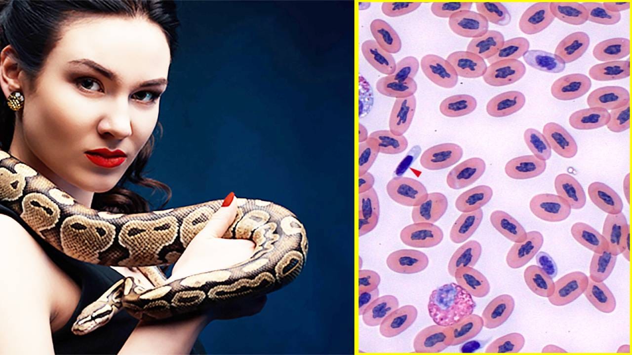 Snake Blood Group : सापांमध्ये रक्तगट असतो? काय सांगतं विज्ञान, तुम्ही ...