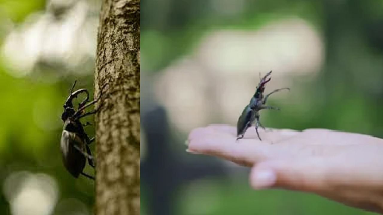पावसाळ्यात निघणारा हा किडा पाहिला असेलच; तब्बल 75 लाख किमतीला विकला ...