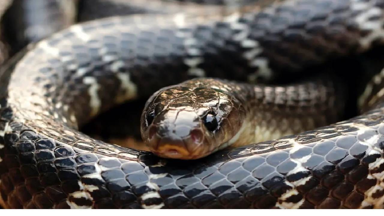 हा तर सापांचा बाप; सुईपेक्षाही पातळ दात, चावला तरी नाही जाणवणार, क्षणात ...