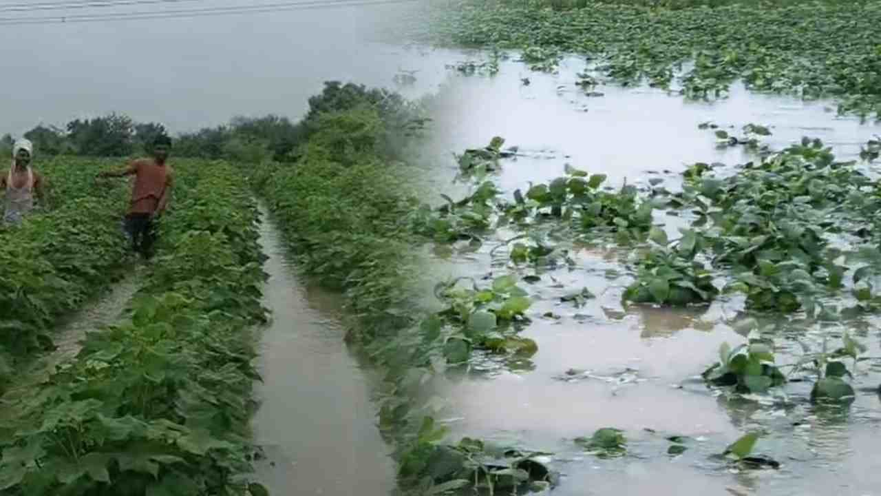 Rain Update : मराठवाड्यात मृत्यूचं तांडव, तुफान पावसाने सगळं उद्ध्वस्त ...