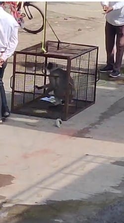 जळगावातील पाचोरा तालुक्यात धुमाकूळ घालणारे माकड जेरबंद Monkey caught ...