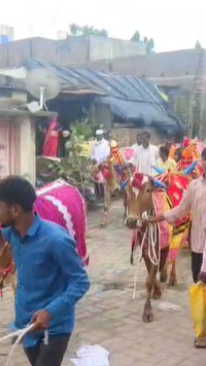 हिंगोली जिल्ह्यात पोळा उत्साहात साजरा Pola festival is celebrated with ...