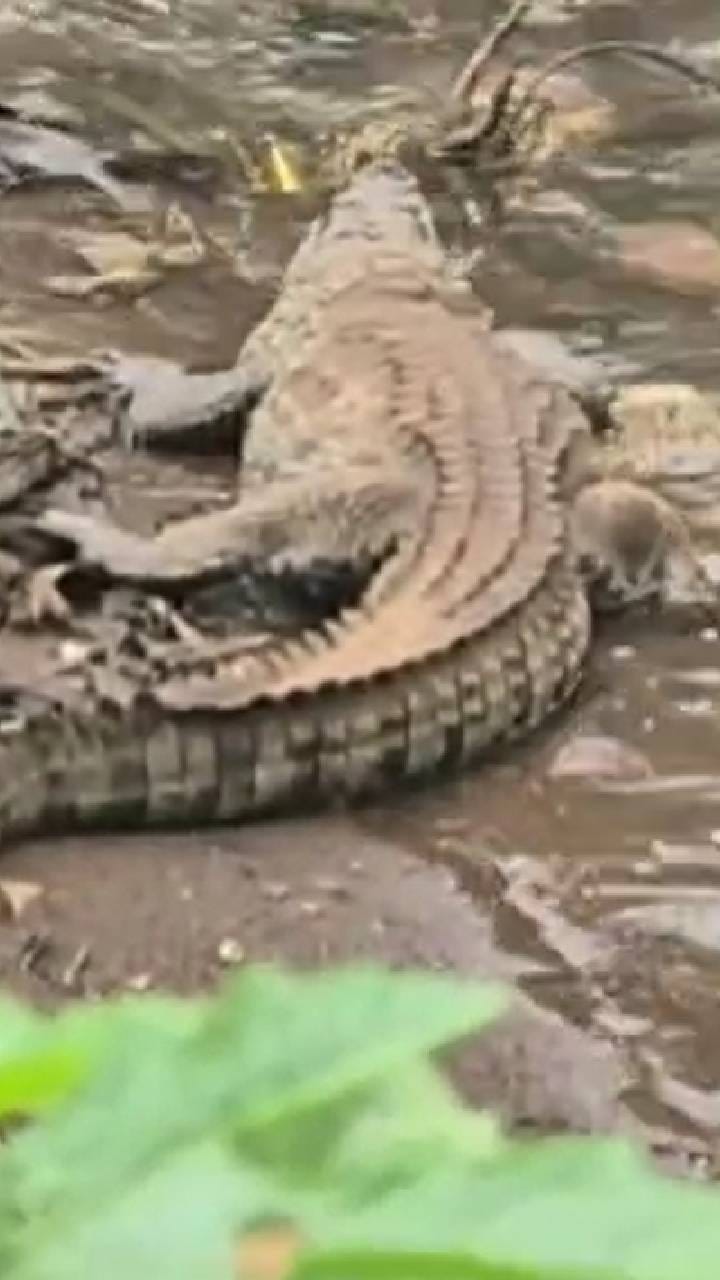 शिव नदीत आकाराने मोठया मगरीचे दर्शन घडले Massive crocodile spotted in ...