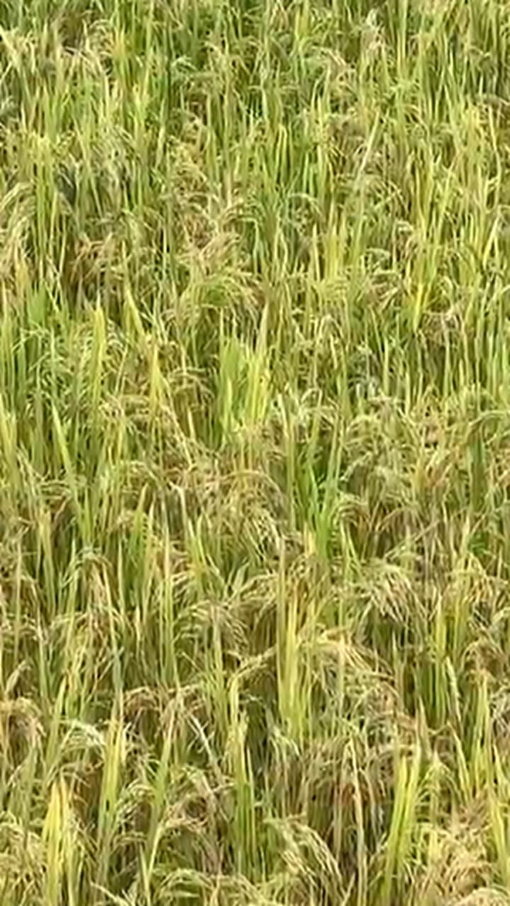Sindhudurg : पावसाच्या विश्रांतीनंतर कोकणात लवकरच भात कापणी farmers are ...