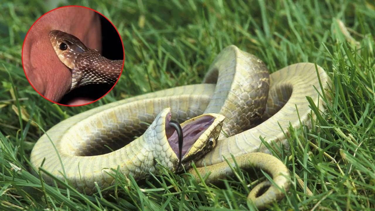 Snake Facts: मेल्यानंतरही साप चावतो का? तीन घटना आणि धक्कादायक सत्य ...