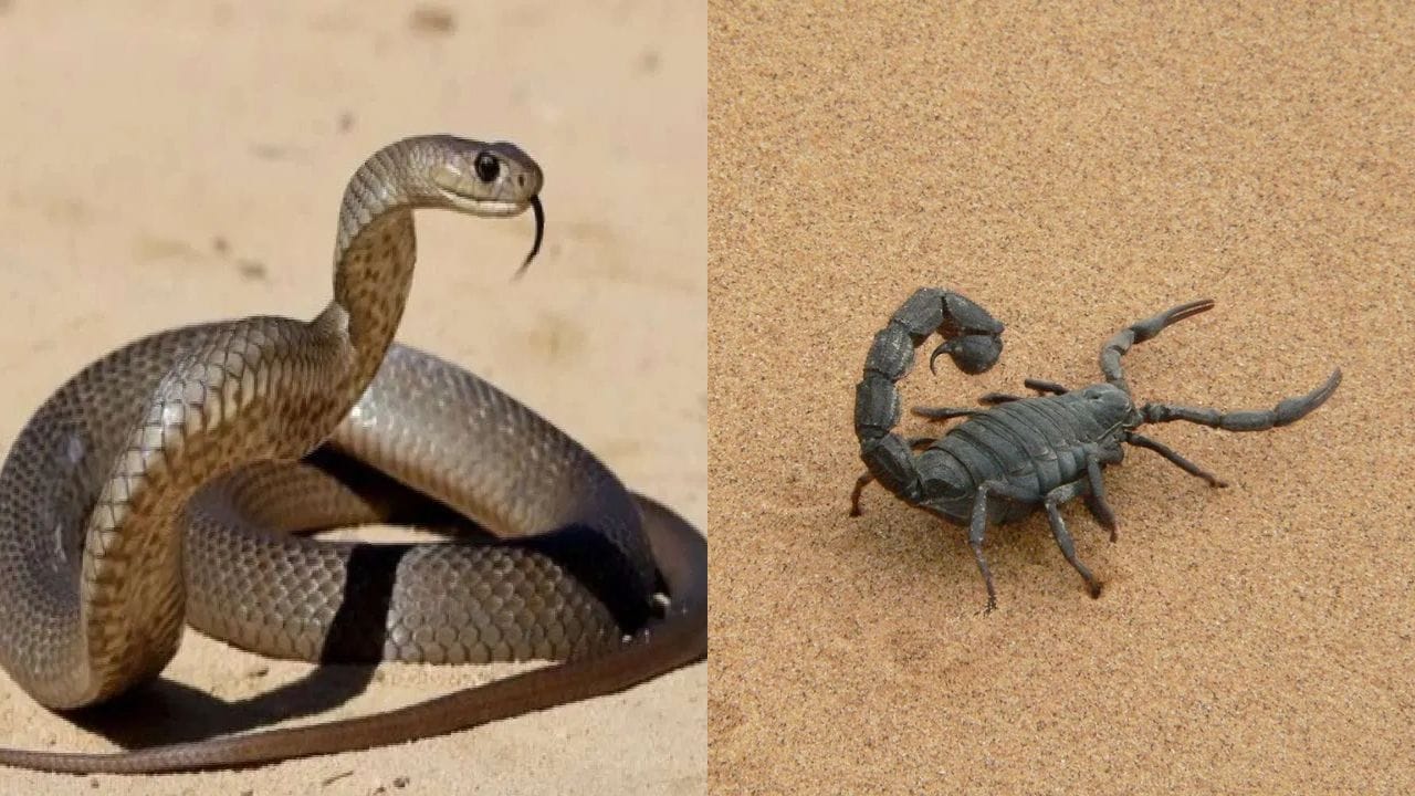 साप की विंचू, कोणत्या प्राण्याचे विष जास्त धोकादायक? उत्तर वाचून हैराण ...
