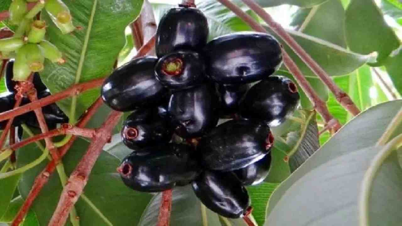 पावसाळ्यात नक्की लावा जांभळाचे झाड, चवीसोबत आरोग्याचाही मिळेल 'डबल डोस ...