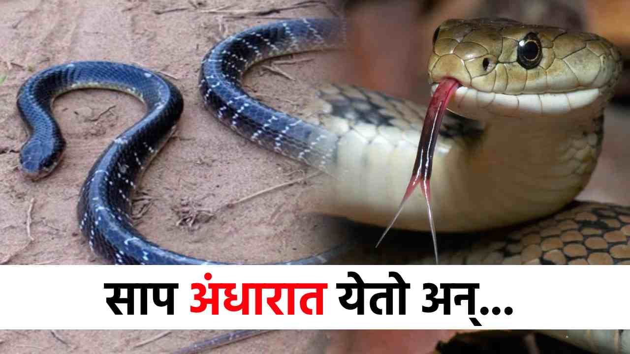 Krait Snake : हा साप म्हणजे चलता-फिरता मृत्यू, रात्रीच्या अंधारात अंगावर बसतो अन्... - Marathi ...