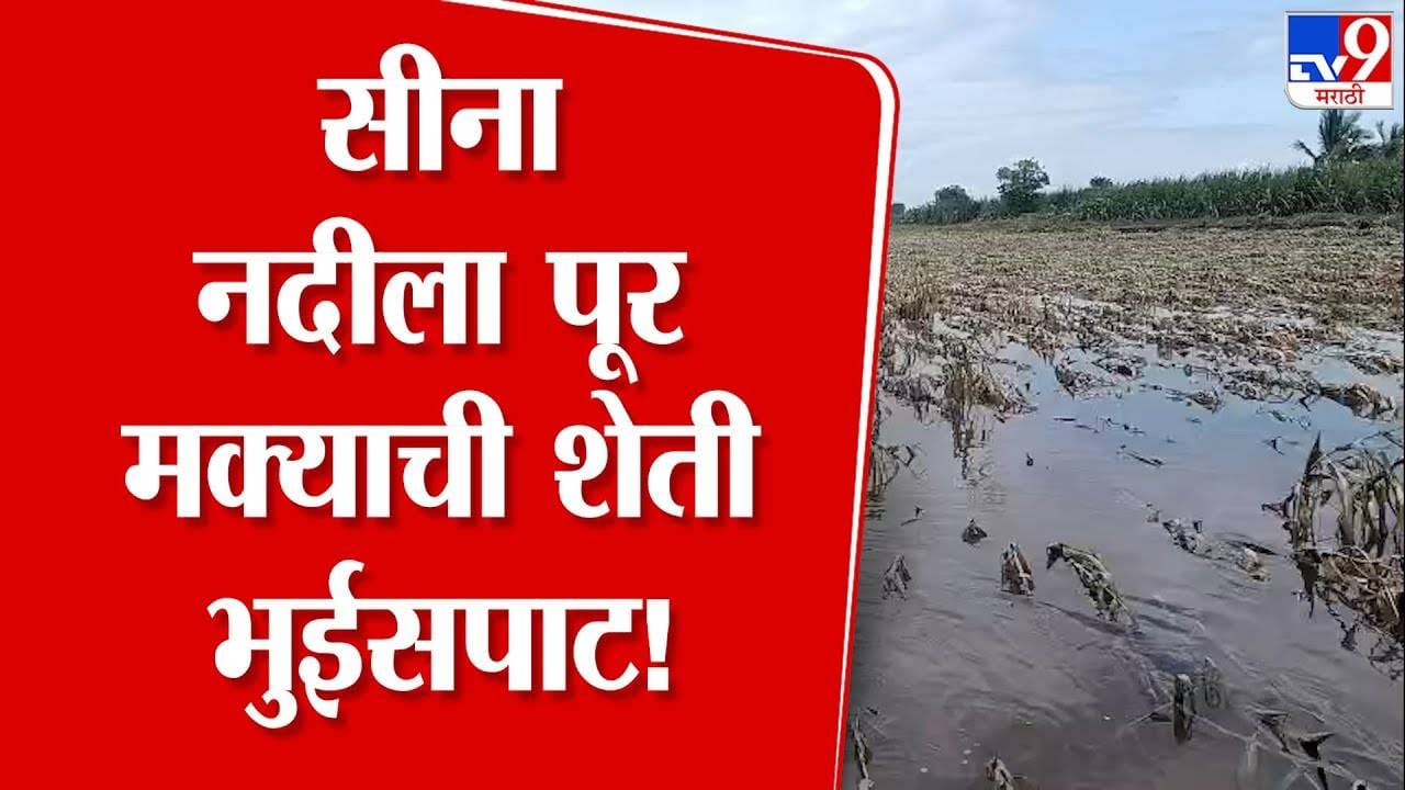 Solapur Flood : सीना नदीच्या पुरानं बळीराजा उद्ध्वस्त, पिकाचं नुकसान ...