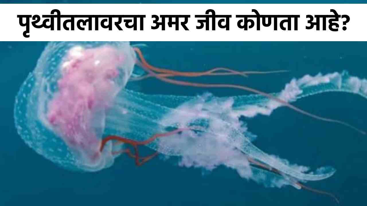 Knowledge : पृथ्वीवरचा असा जीव जो कधीच मरत नाही, या अजब चमत्काराबद्दल ...