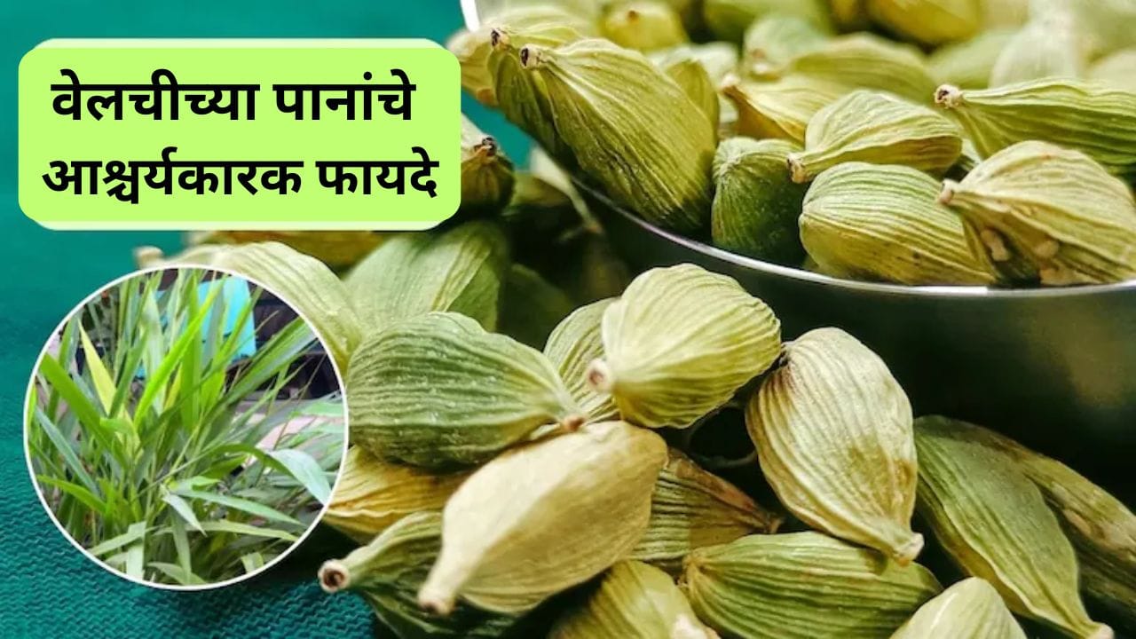 वेलचीचे नव्हे तर त्याच्या पानांचे देखील असंख्य फायदे आहेत.... जाणून ...