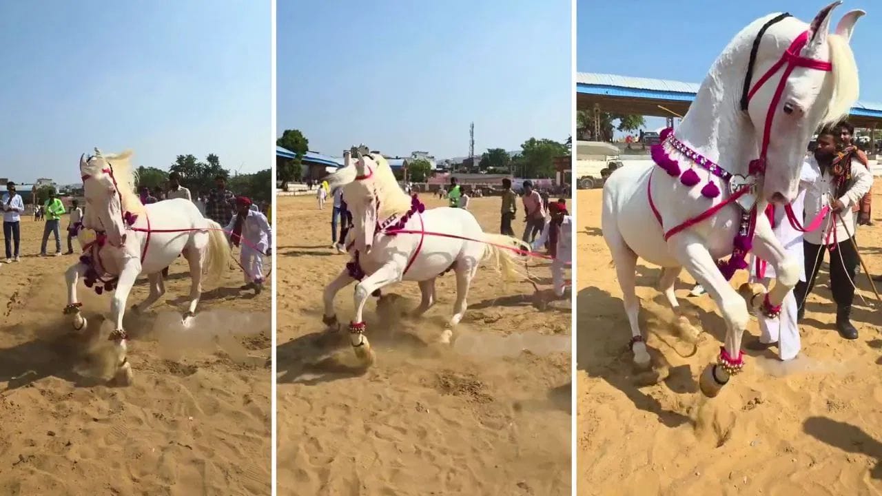 या घोड्याच्या डान्सपुढे सगळे डान्सर फेल, पाहा Viral Video - Marathi ...