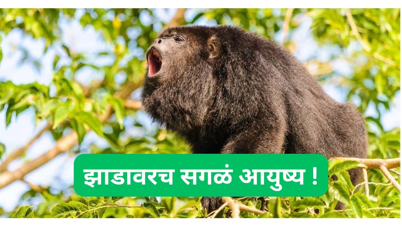 झाडांवर राहणारे 10 विचित्र प्राणी माहिती आहेत का ? चला पाहूयात ...