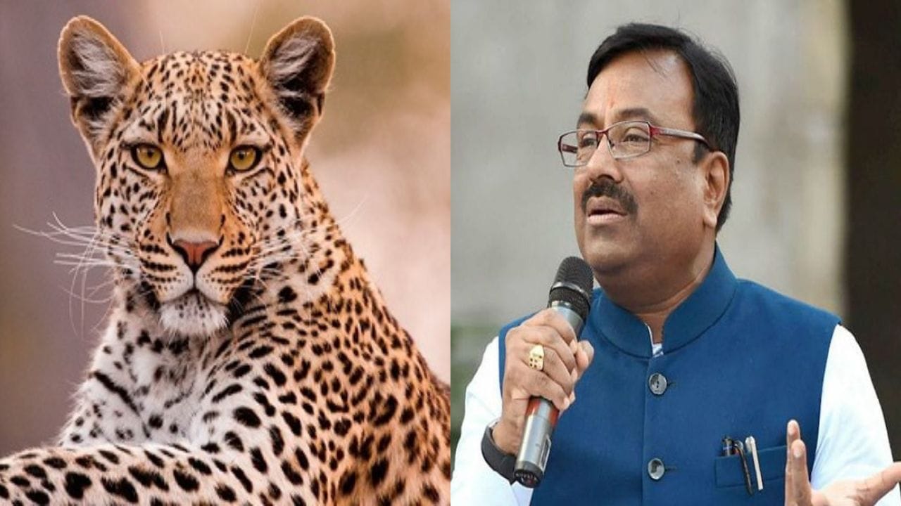 महाराष्टाची झोप उडवणाऱ्या बिबट्यांना कसं रोखायचं? सुधीर मुनगंटीवारांनी ...